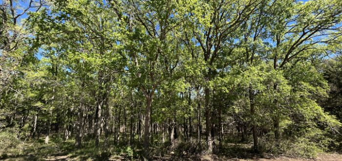 Cedar Elm Trees - Friends of San Antonio Natural Areas